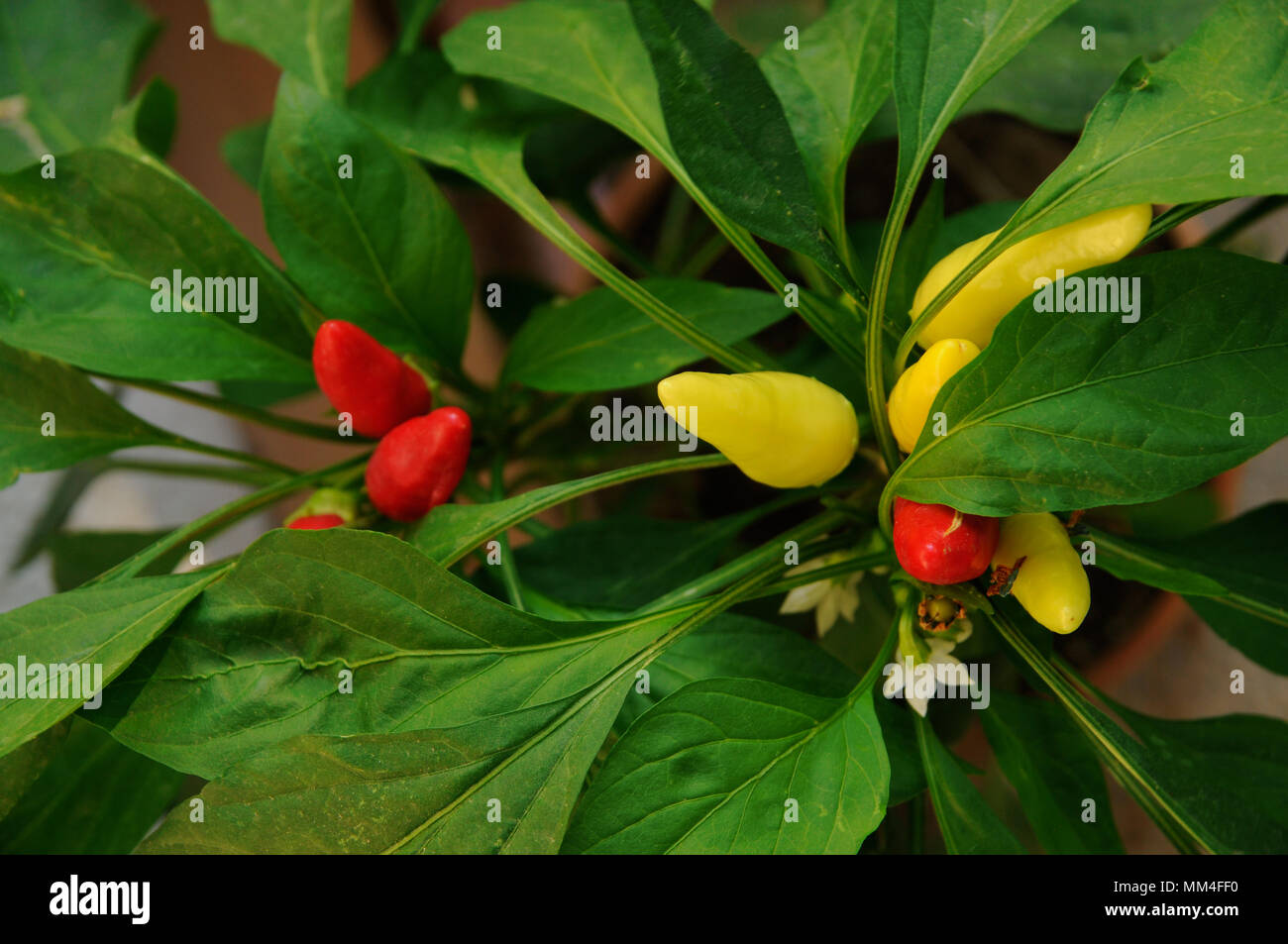 Mexican red chili pepper hi-res stock photography and images - Alamy