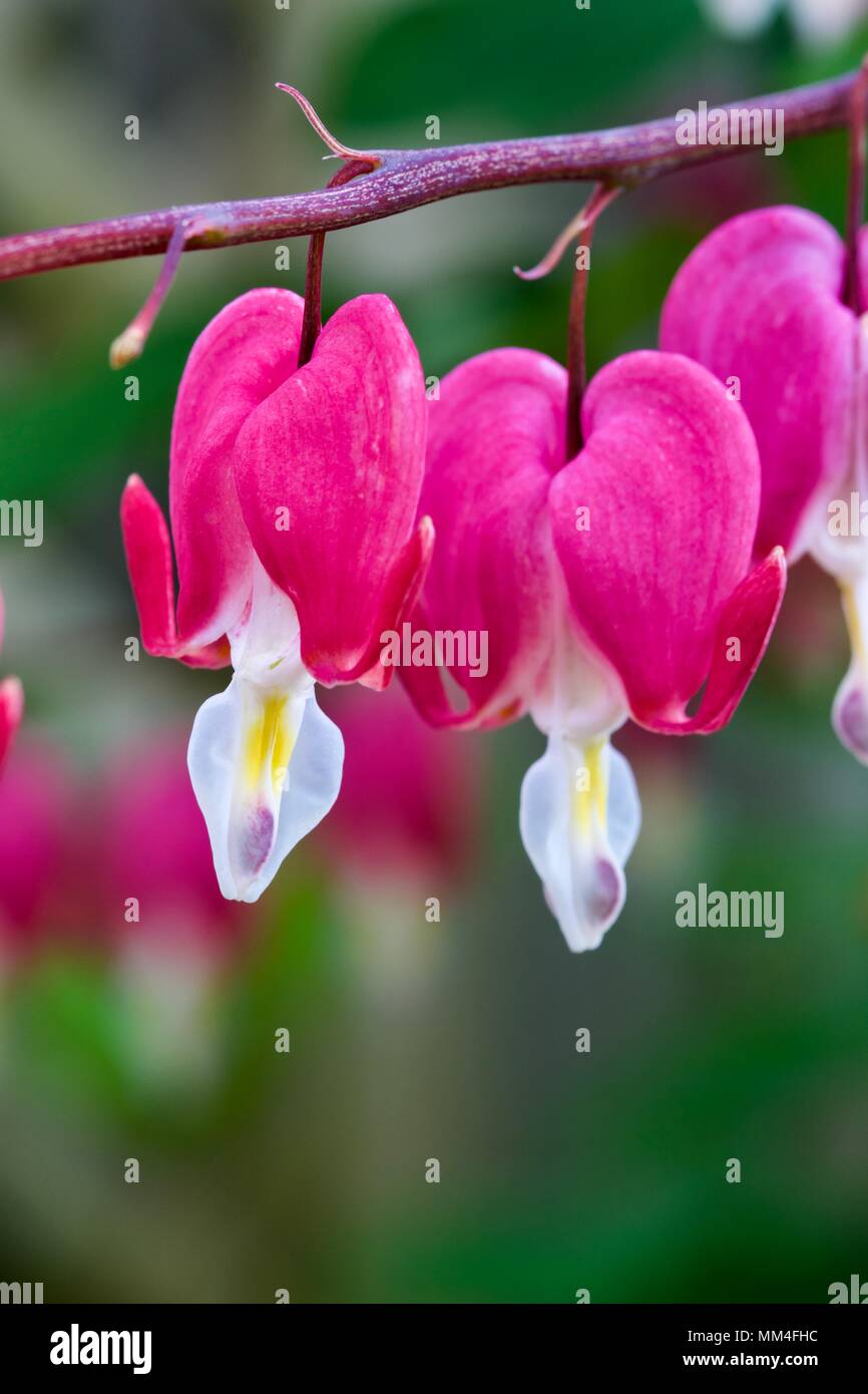 Lamprocapnos spectabilis hi-res stock photography and images - Alamy