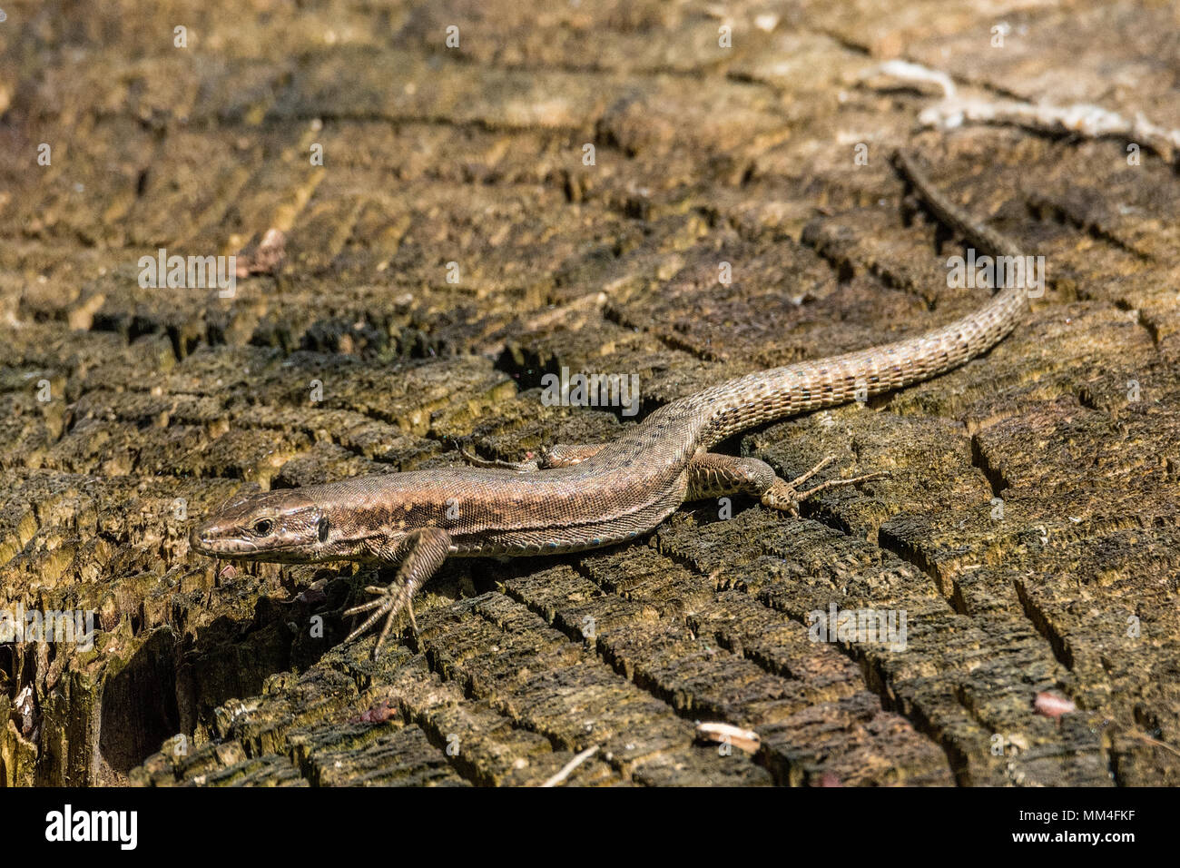 Lizard with long tail posing on a tree trunk, horizontal image Stock ...