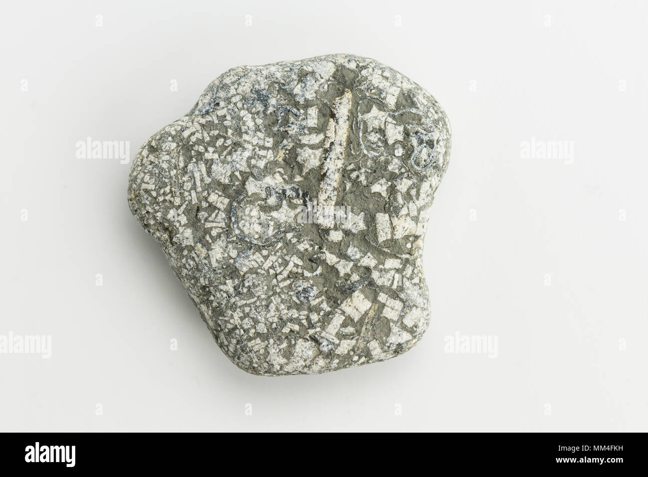 Crinoid fossils hi-res stock photography and images - Alamy