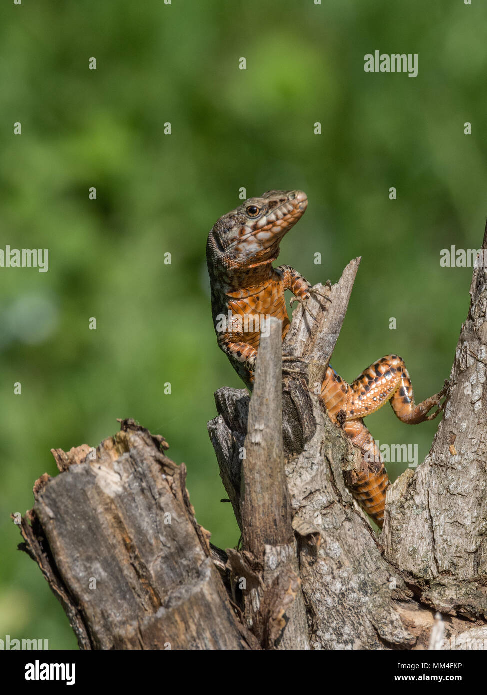 Red lizard posing on a tree trunk, vertical image with green background ...