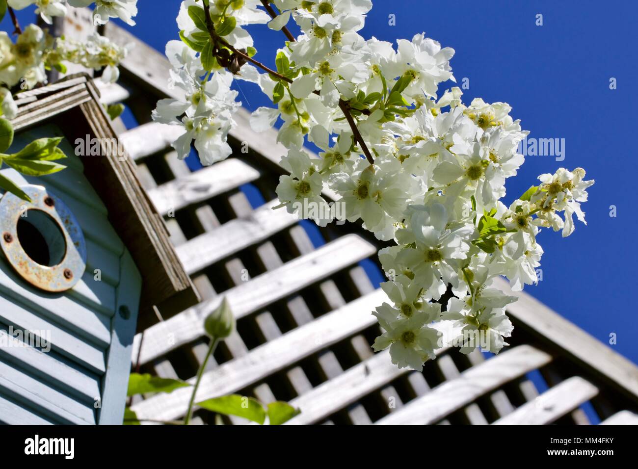 Exochorda x macrantha 'The Bride' pearl bush Stock Photo - Alamy
