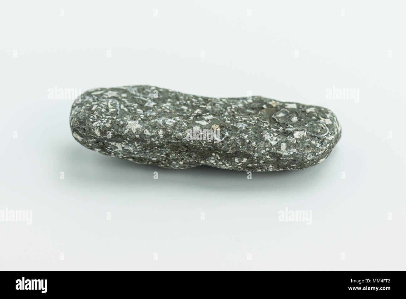 Crinoid fossils hi-res stock photography and images - Alamy