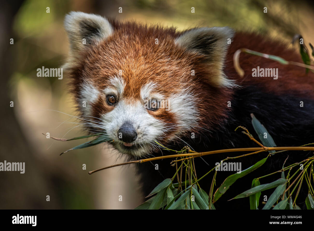Panda cat hi-res stock photography and images - Alamy