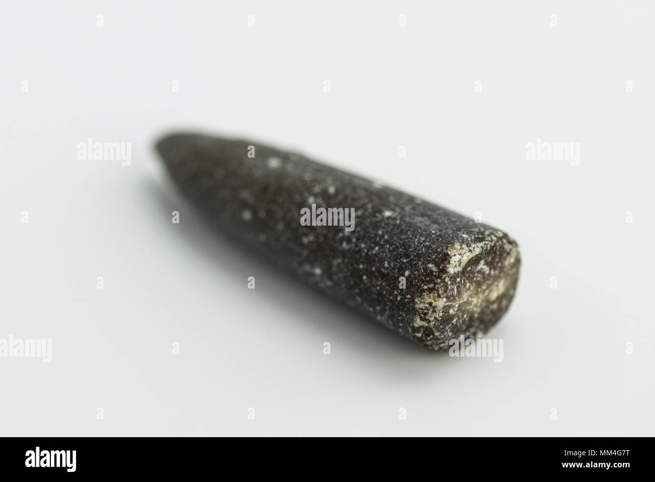 Jurassic belemnite hi-res stock photography and images - Alamy