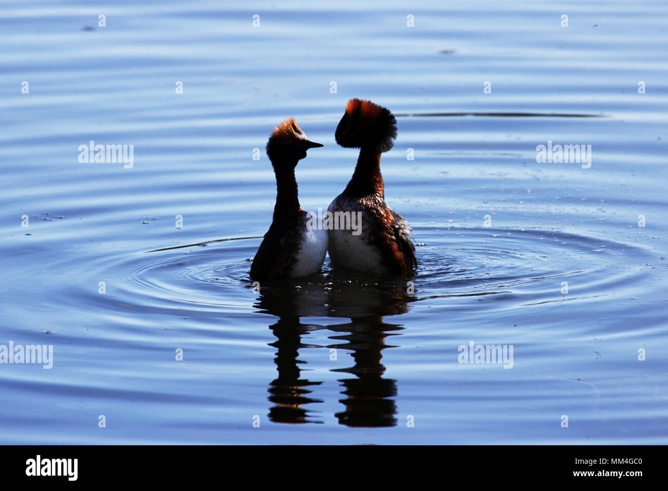 Duck dances hi-res stock photography and images - Alamy