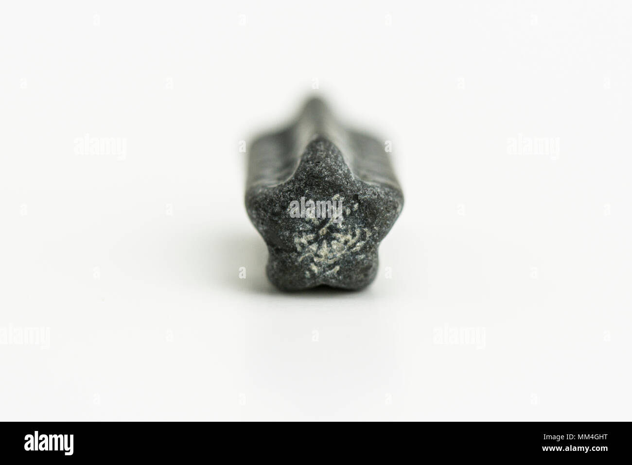 Crinoid feather stars hi-res stock photography and images - Alamy