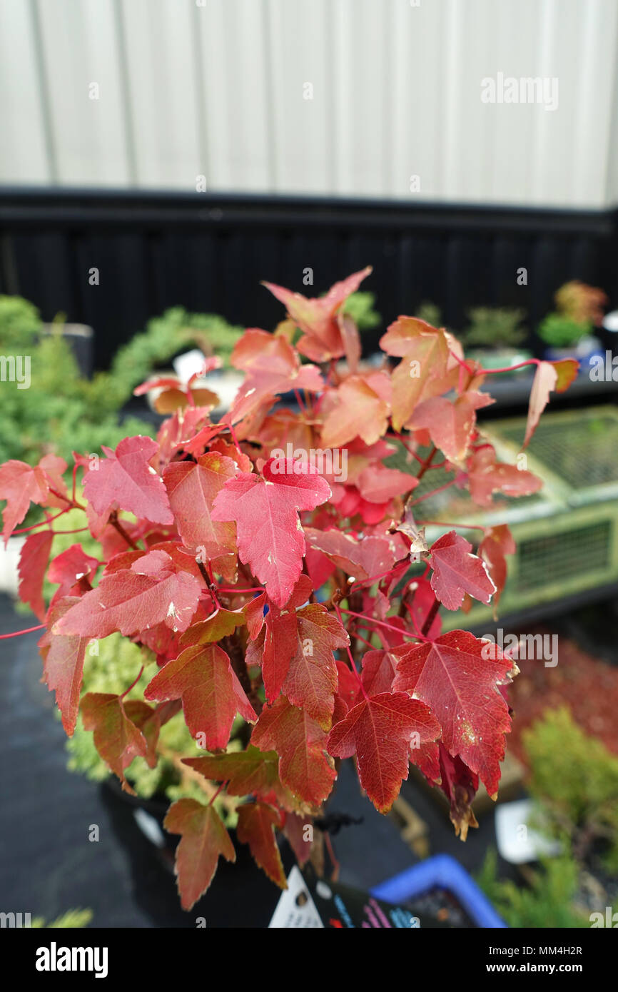 Bonsai garden hi-res stock photography and images - Alamy