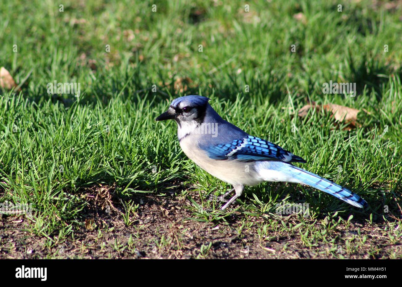 Vivid blue ground hi-res stock photography and images - Alamy