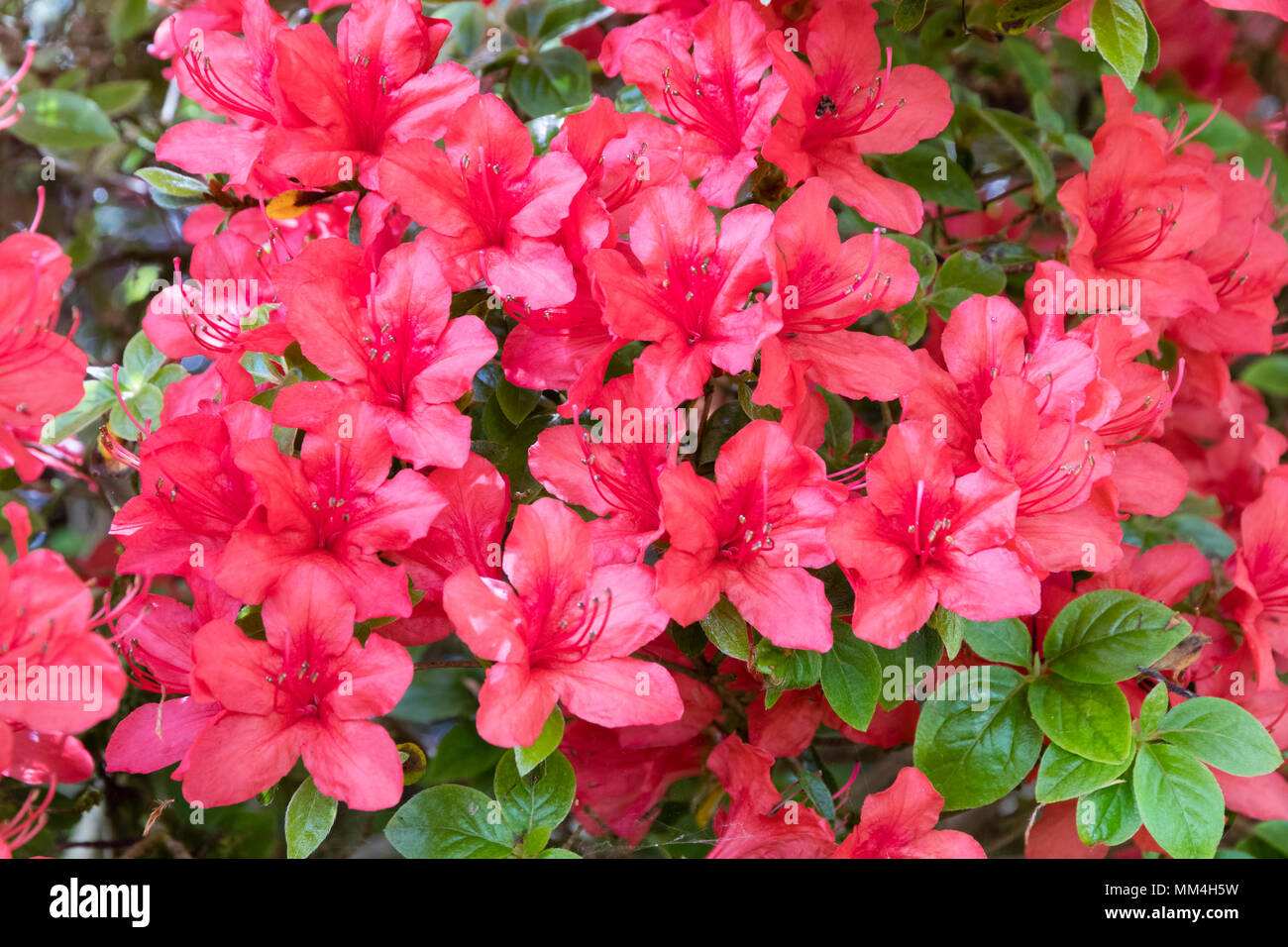Red spring flowers of the evergreen azalea, Rhododendron 'John Cairns ...