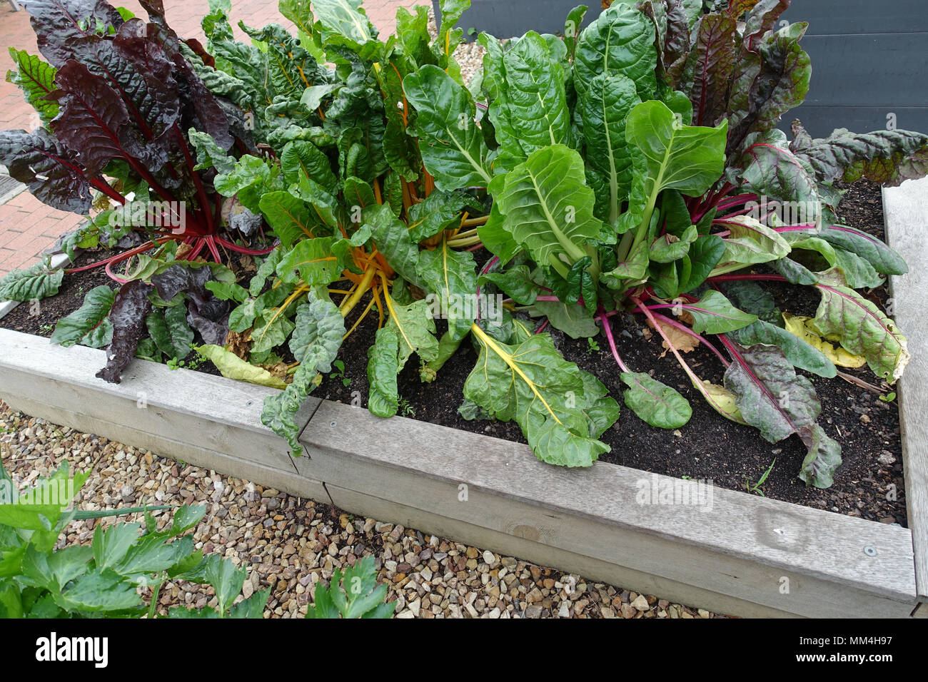 Mangold vegetable hi-res stock photography and images - Alamy