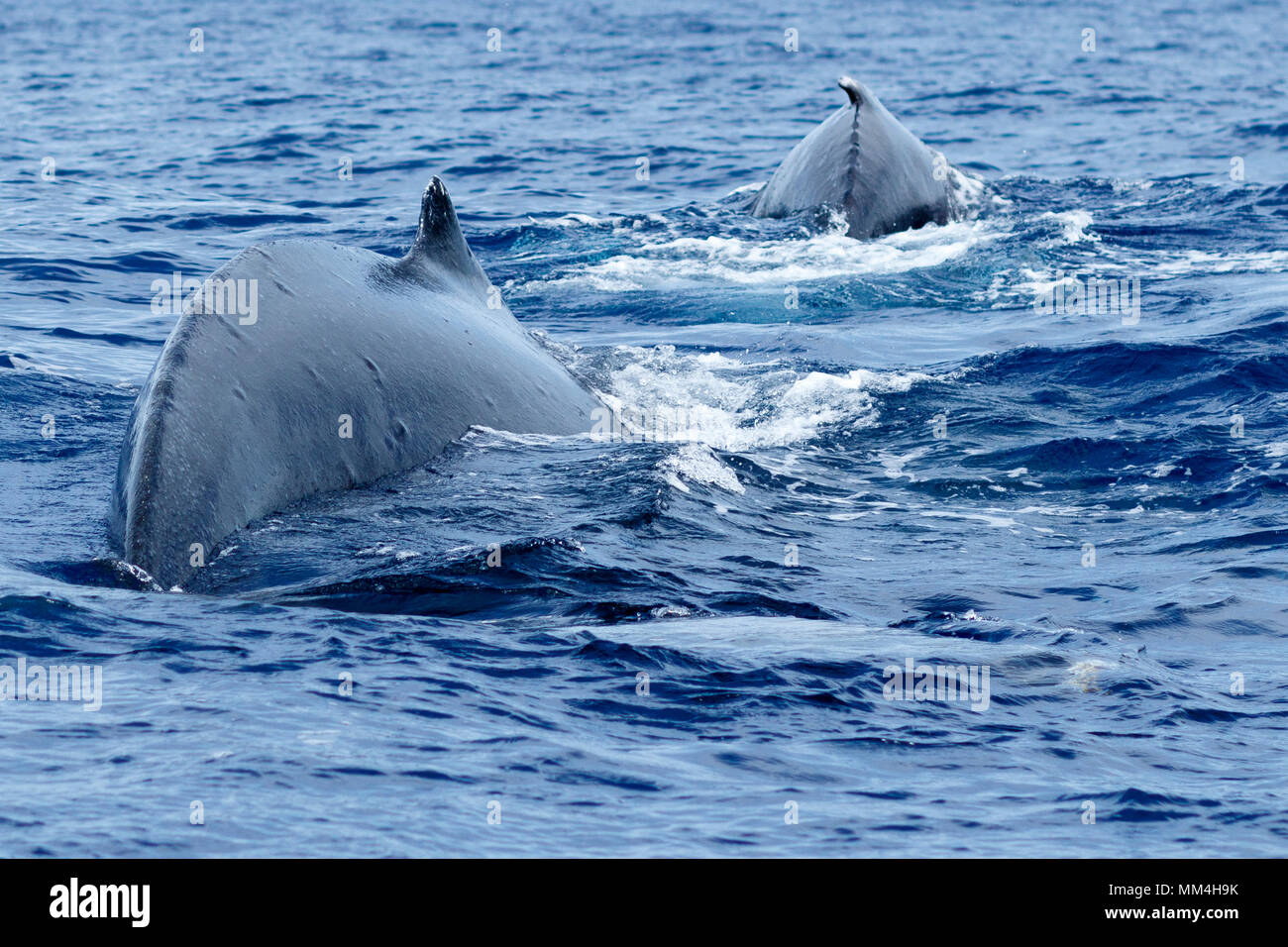 Whales swimming together hi-res stock photography and images - Alamy