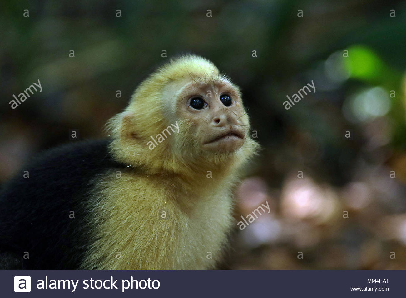 Capuchin Monkey Eating Stock Photos & Capuchin Monkey Eating Stock ...