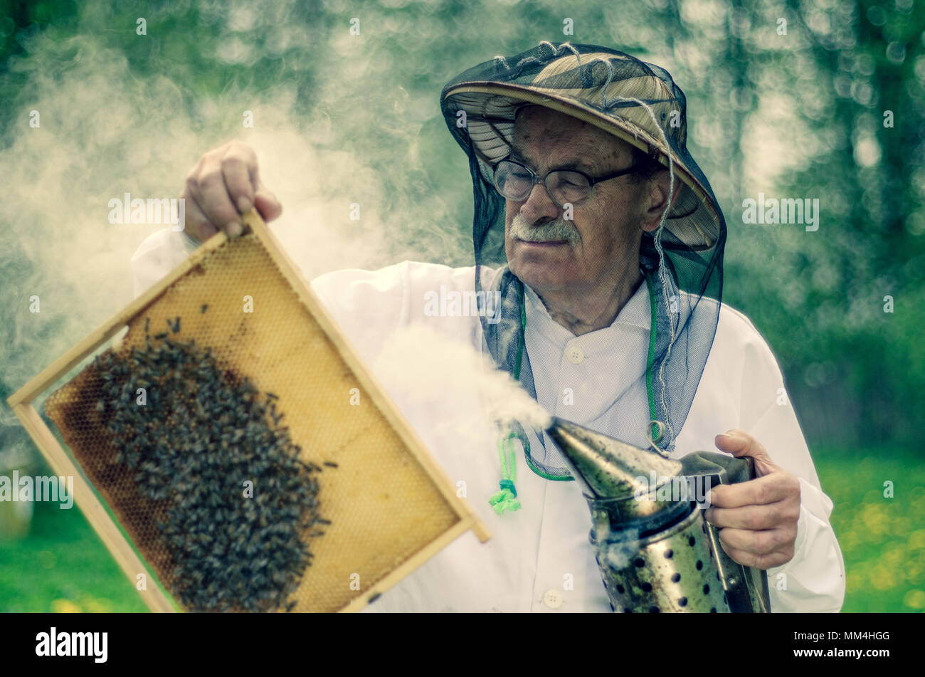senior apiarist making inspection in apiary in the springtime Stock ...