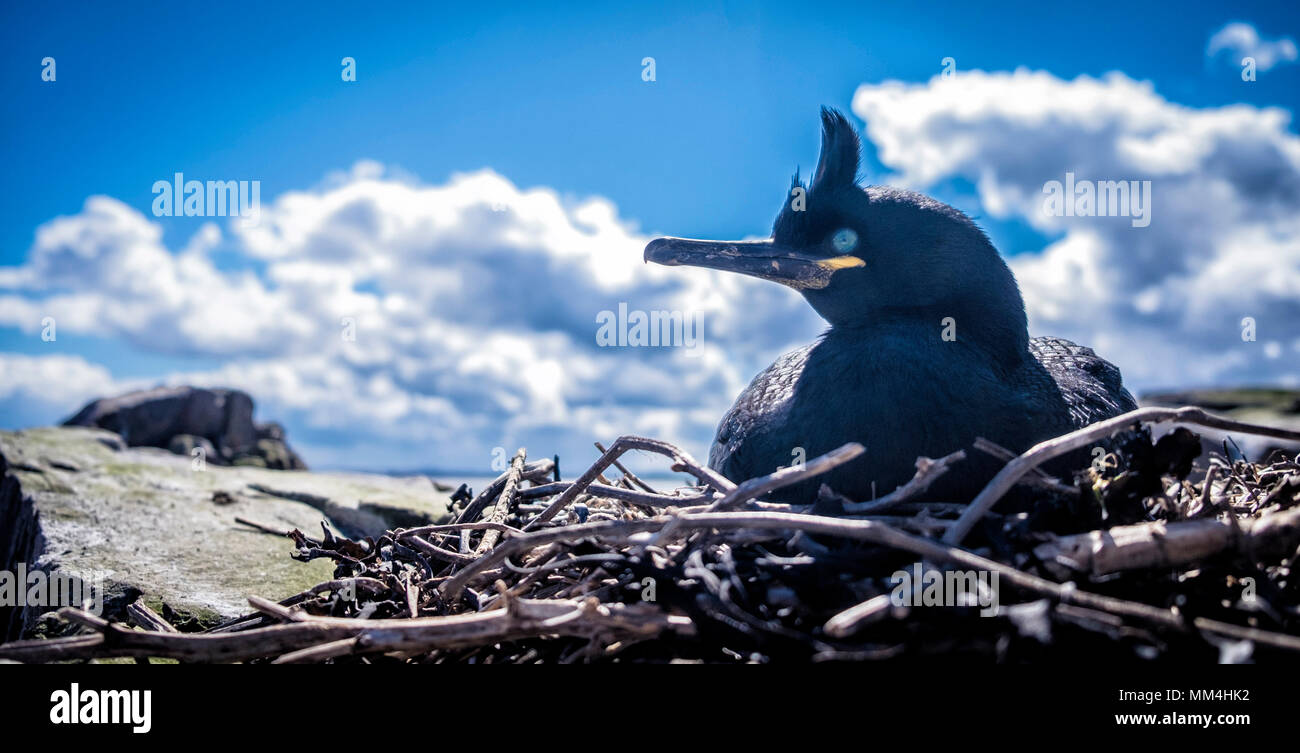A European shag sits on its nest in the Farne Islands, Northumberland ...