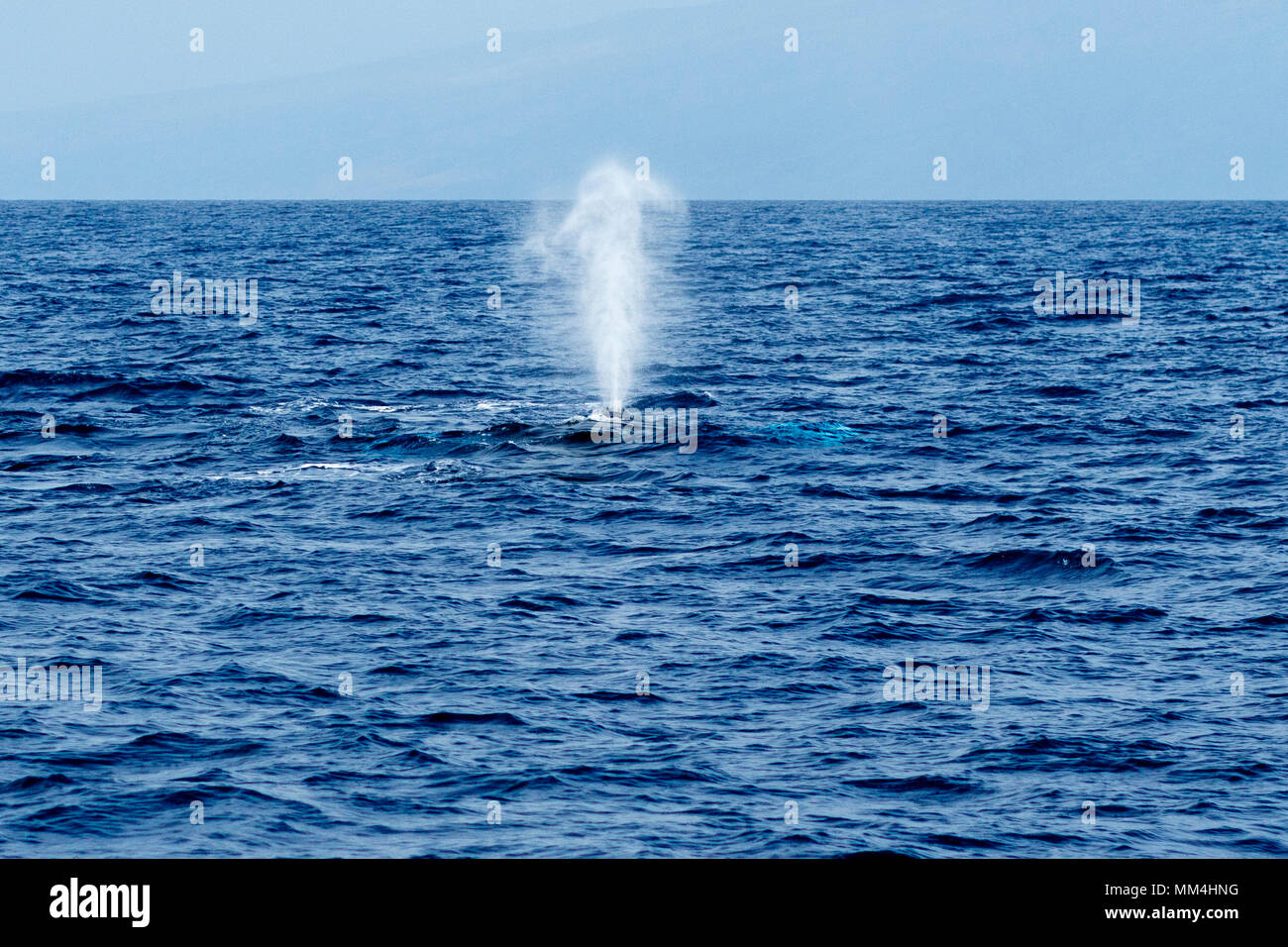 Spouting humpback whale hi-res stock photography and images - Alamy