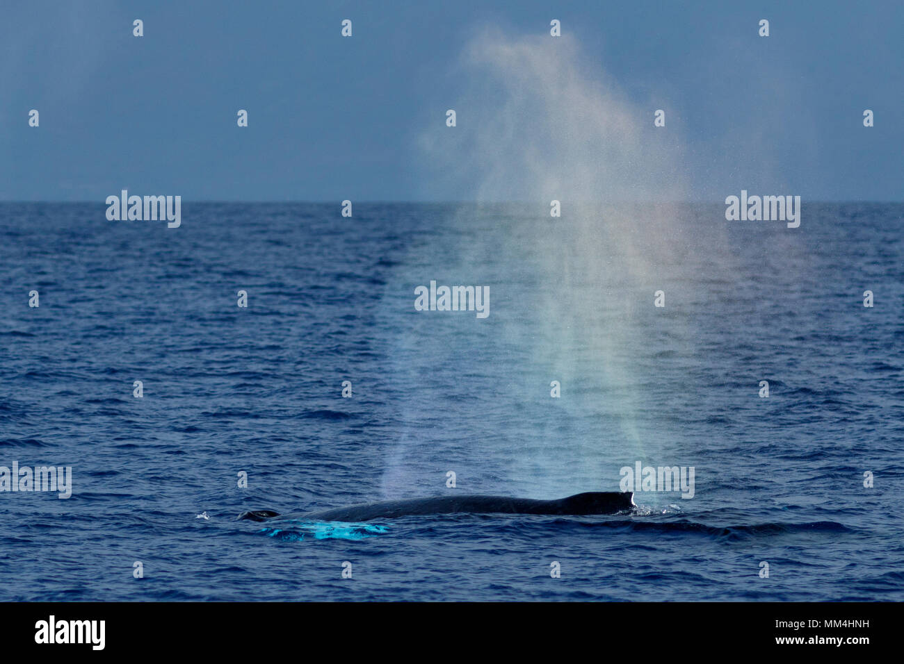 Humpback whale blowing or spouting in Lahaina, Maui, Hawaii, Taken 02. ...