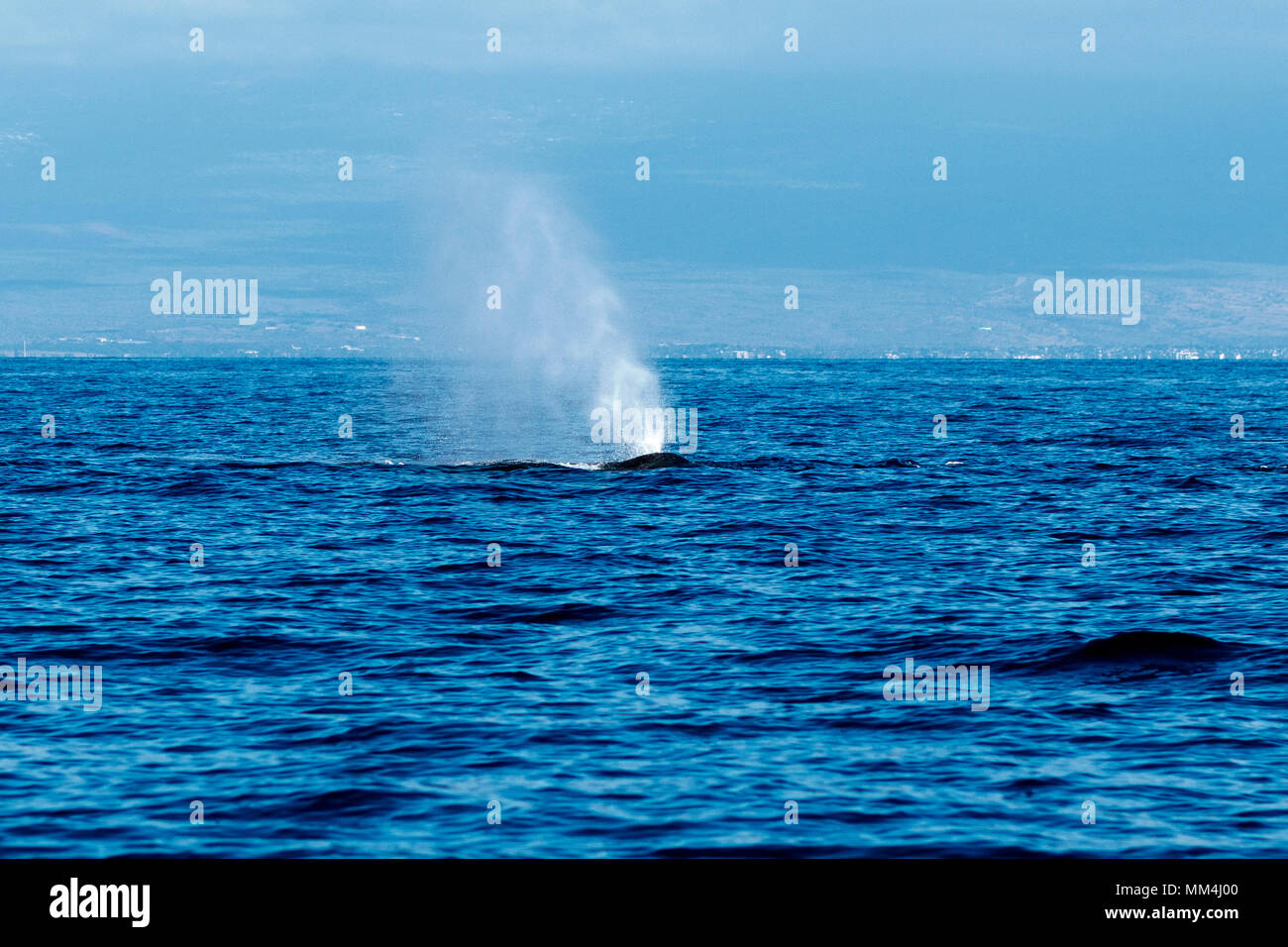 Spouting humpback whale hi-res stock photography and images - Alamy