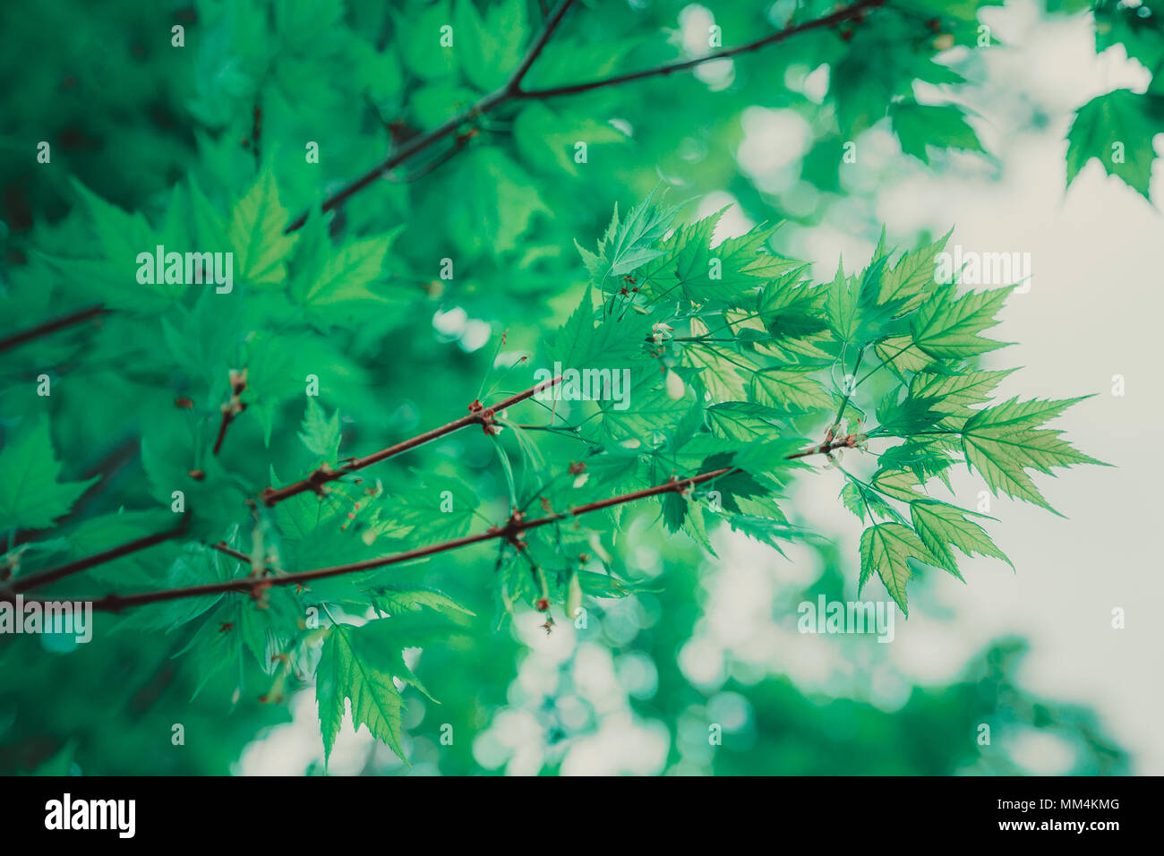 green tree branch close up Stock Photo - Alamy