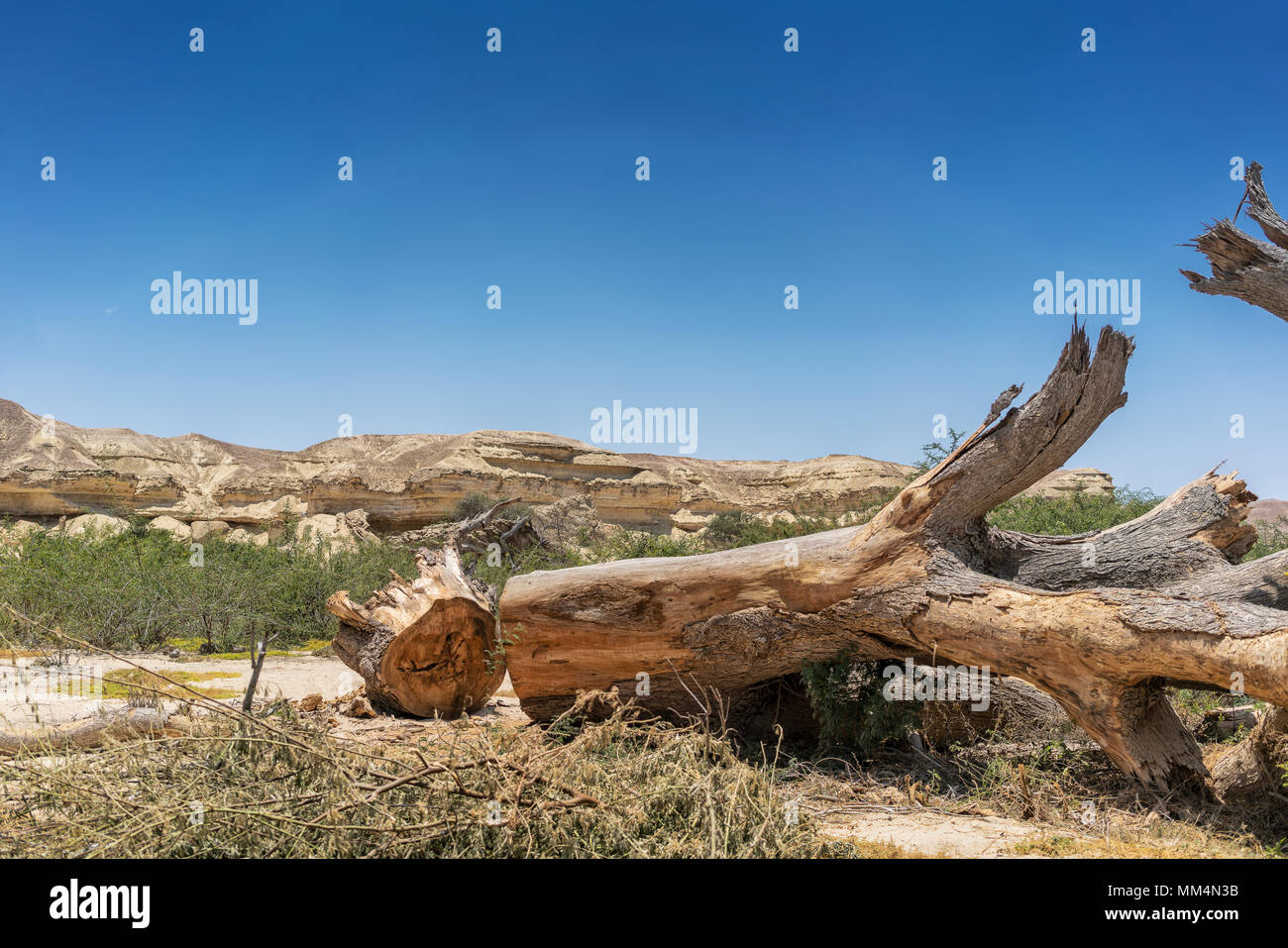 Giant tree trunk fallen in the oasis of the Namibe Desert. Africa ...