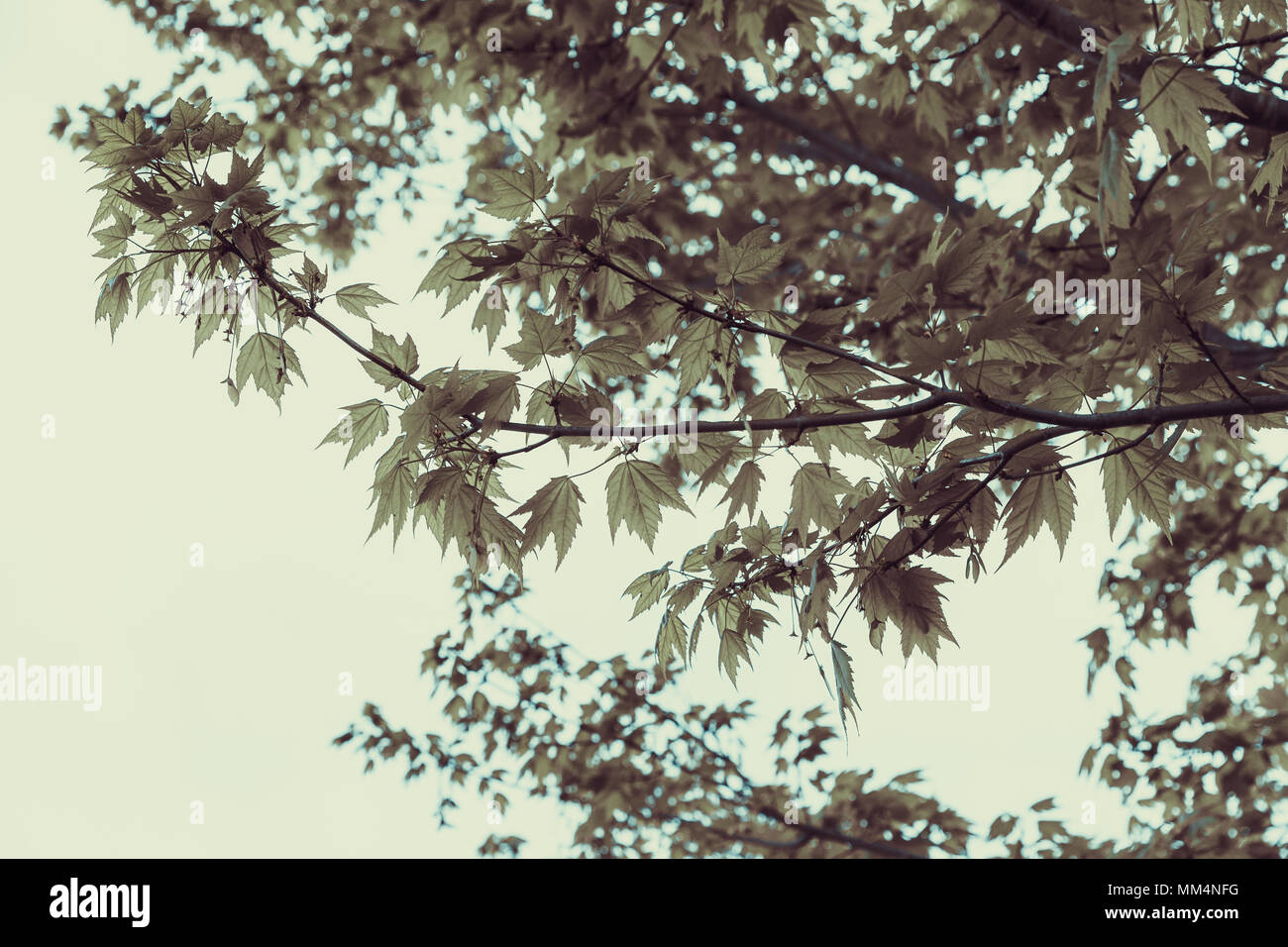 green tree branch close up Stock Photo - Alamy