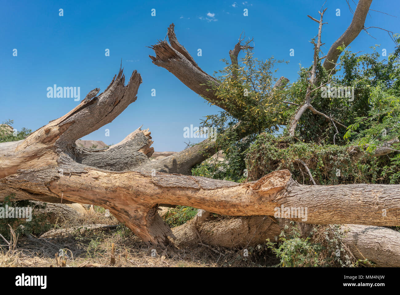 Pull rotten hi-res stock photography and images - Alamy