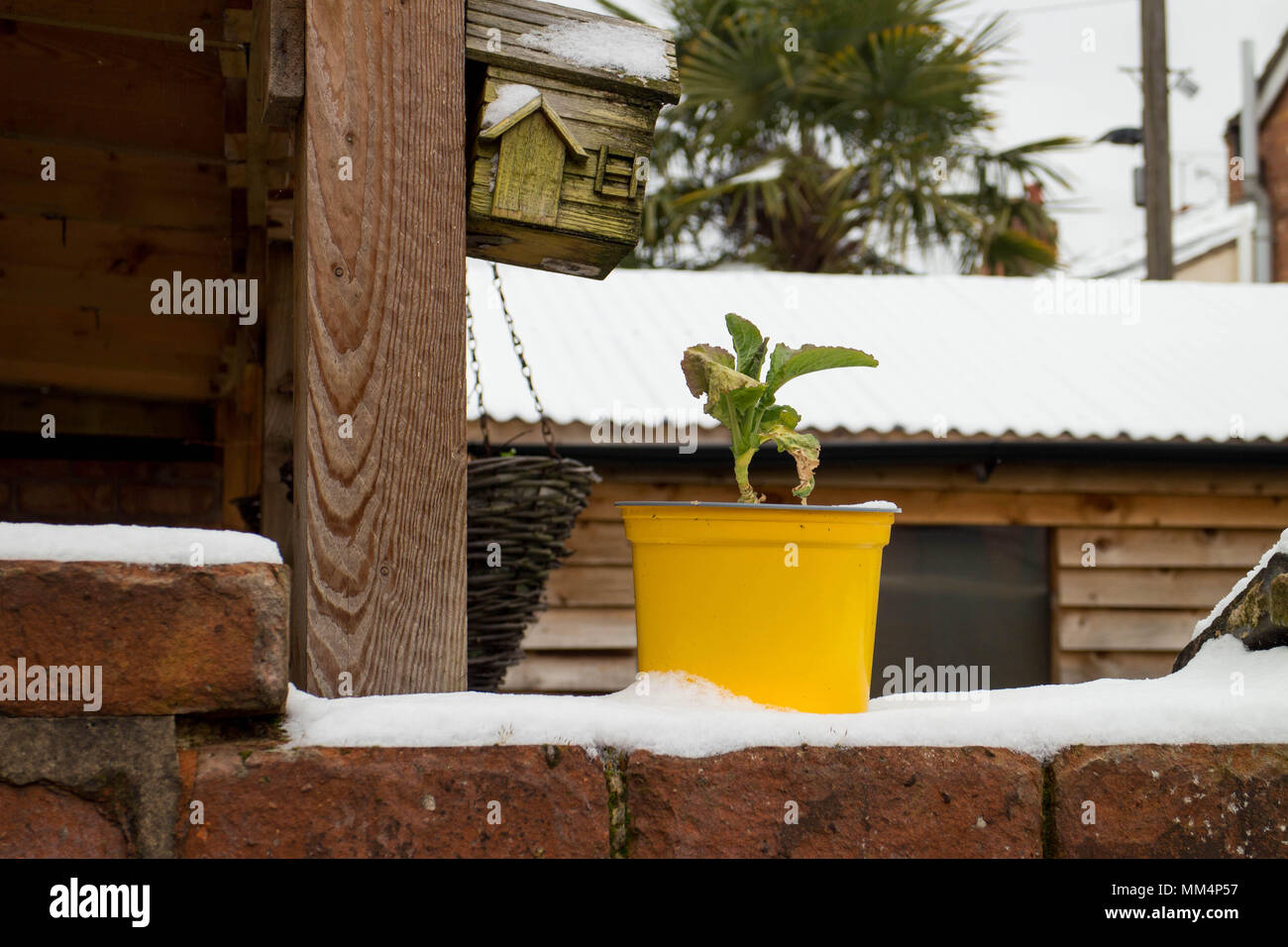 Yellow plant pot Stock Photo - Alamy