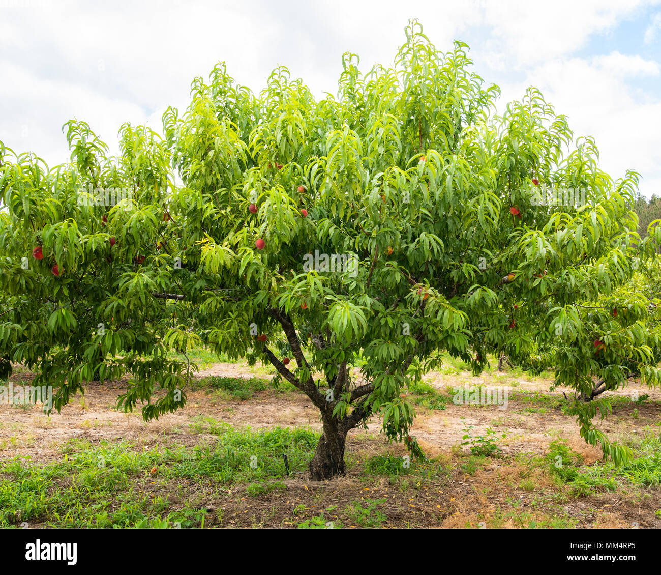 Peach tree with ripe beaches hanging from it in the bright sunshine ...