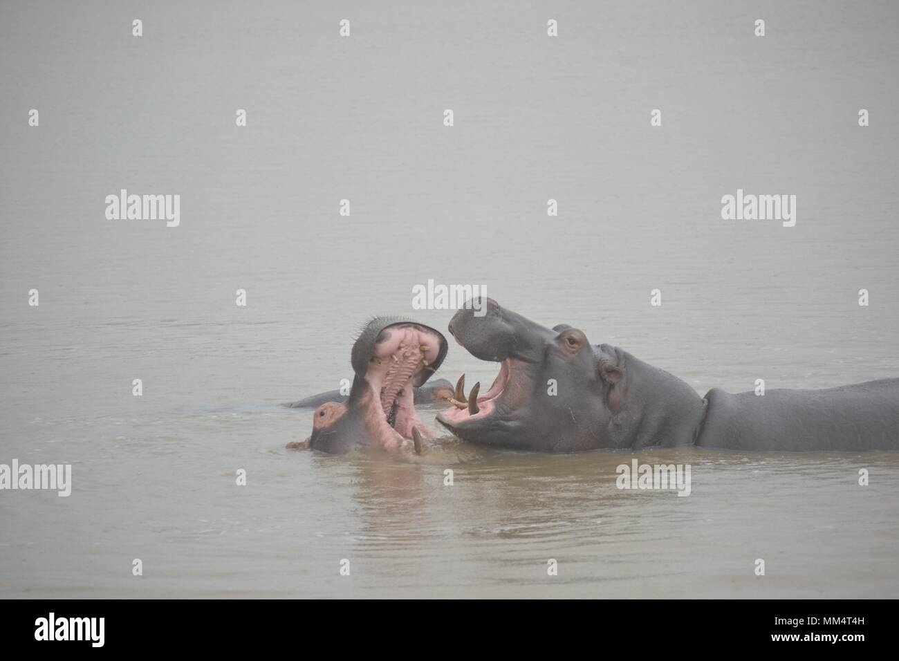 Hippos playing in River Stock Photo - Alamy