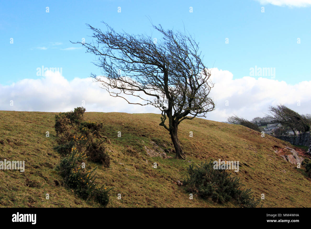 wind blown hawthorn tree on a hill with blue sky behind Stock Photo - Alamy