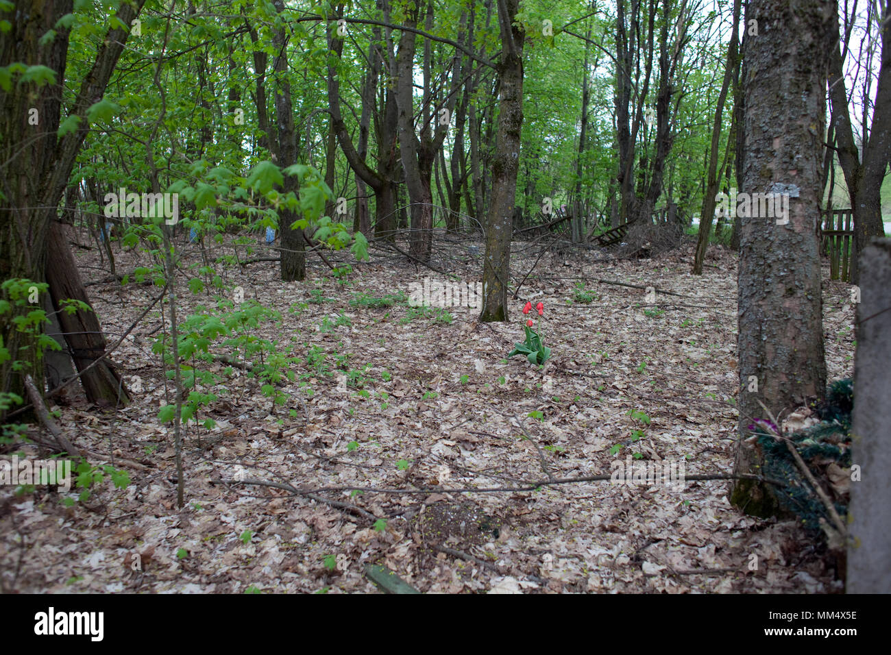 Chernobyl forest hi-res stock photography and images - Alamy