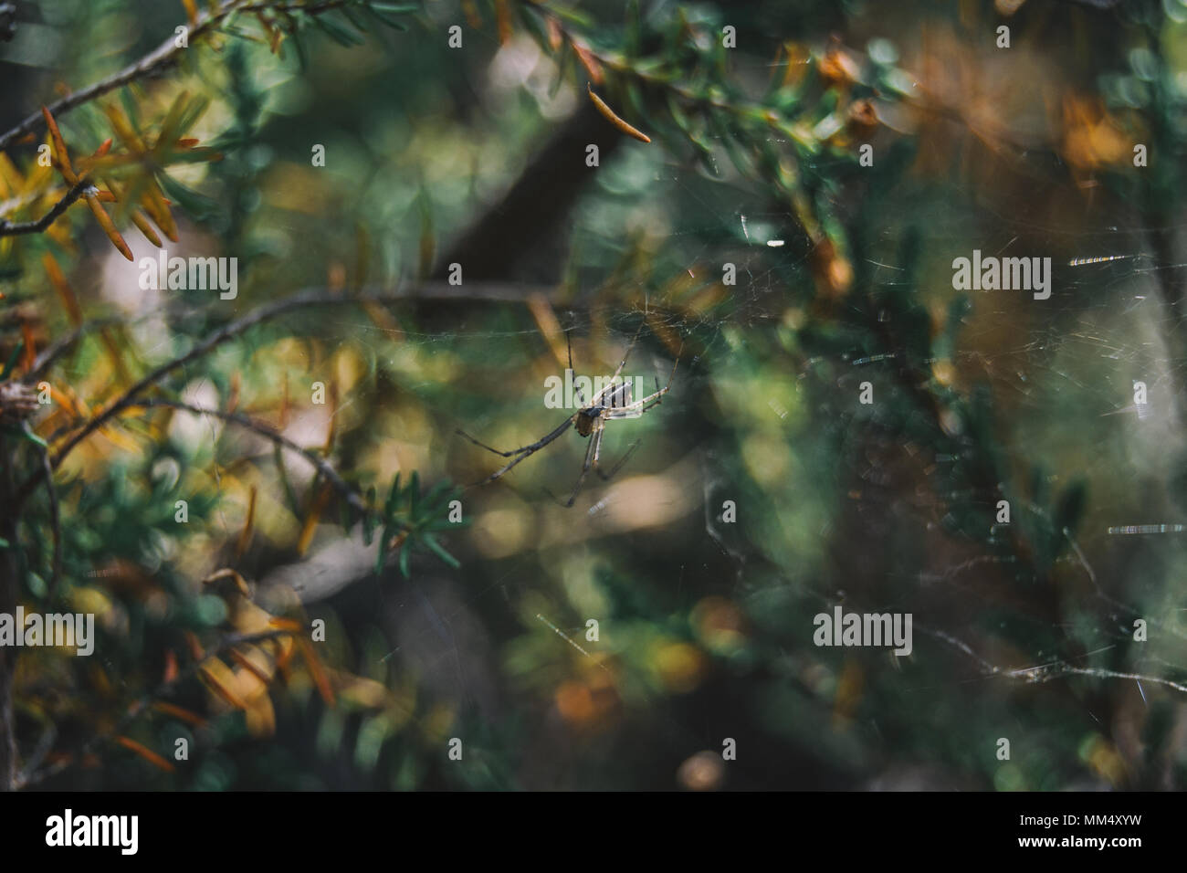 Spider in bushes hi-res stock photography and images - Alamy
