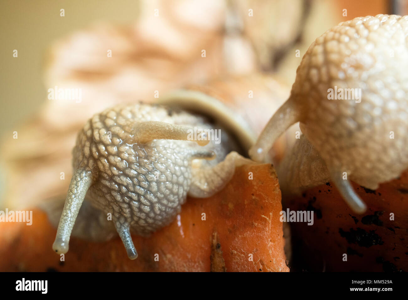 Two snail grape close hi-res stock photography and images - Alamy