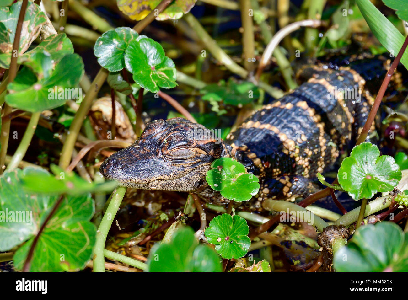 American alligator babies hiding in vegatation Stock Photo - Alamy
