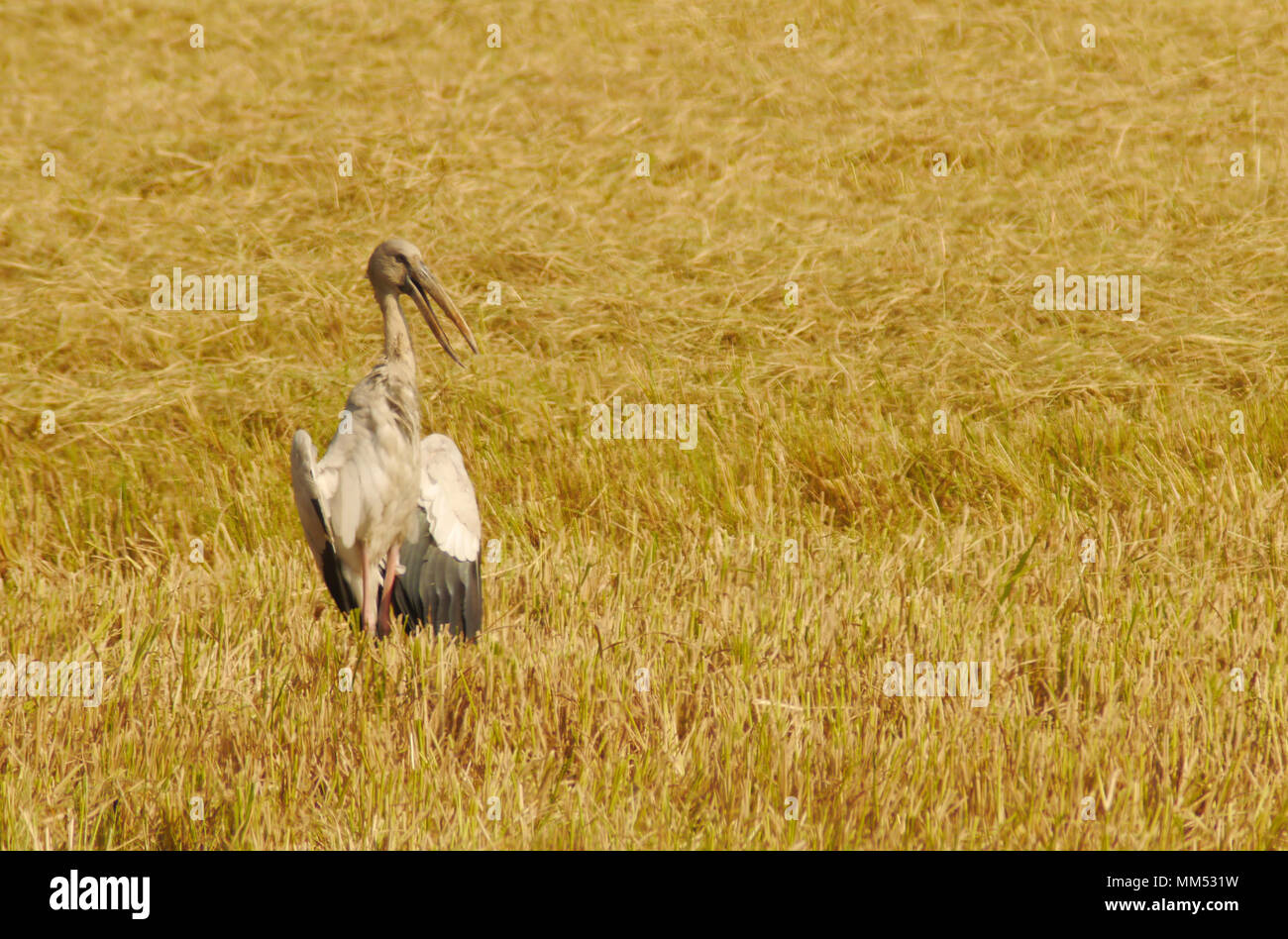 Open bill ibis birds Stock Photo - Alamy