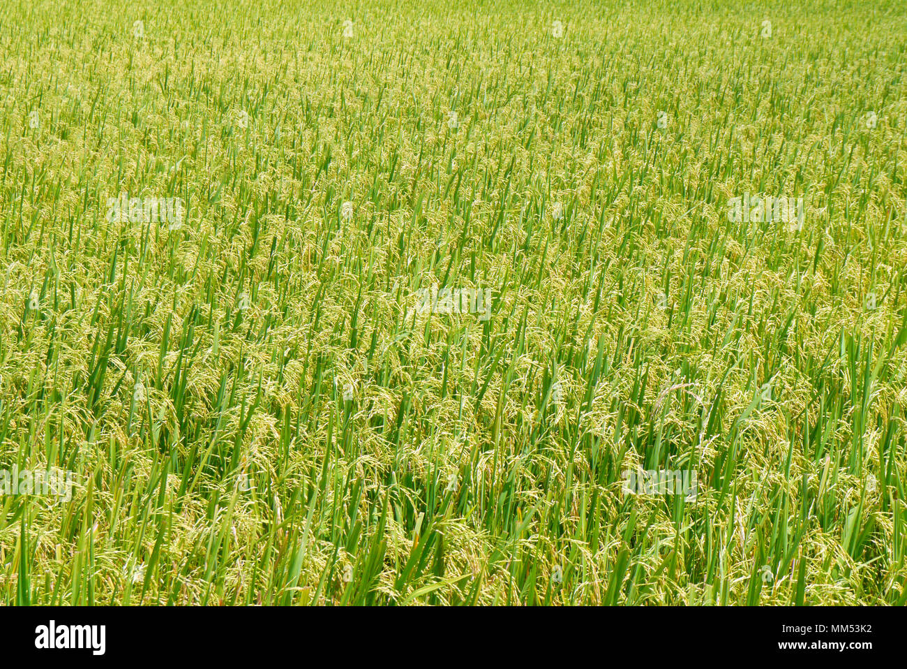 Green view of paddy rice field in Sekinchan Selangor Stock Photo - Alamy