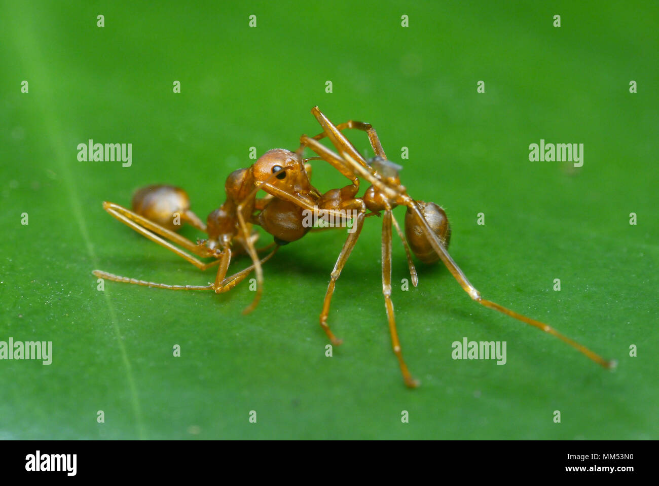 Red ants fighting hi-res stock photography and images - Alamy