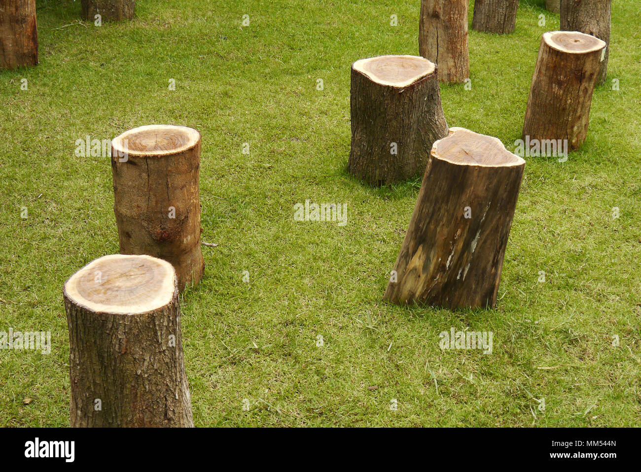 Jagged tree stump hi-res stock photography and images - Alamy