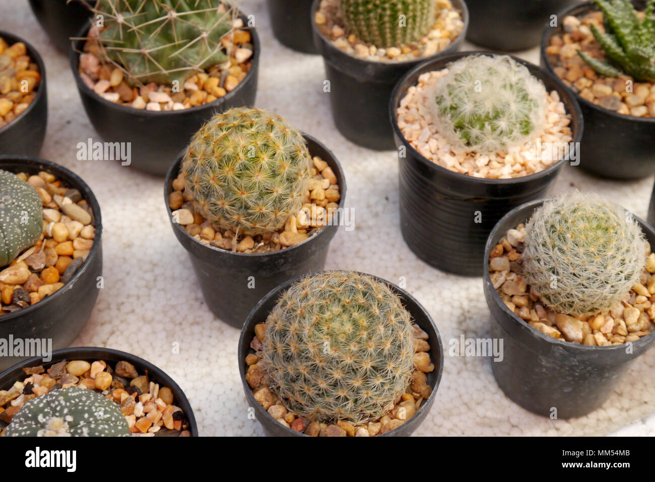 Small cactus plant pot Stock Photo - Alamy