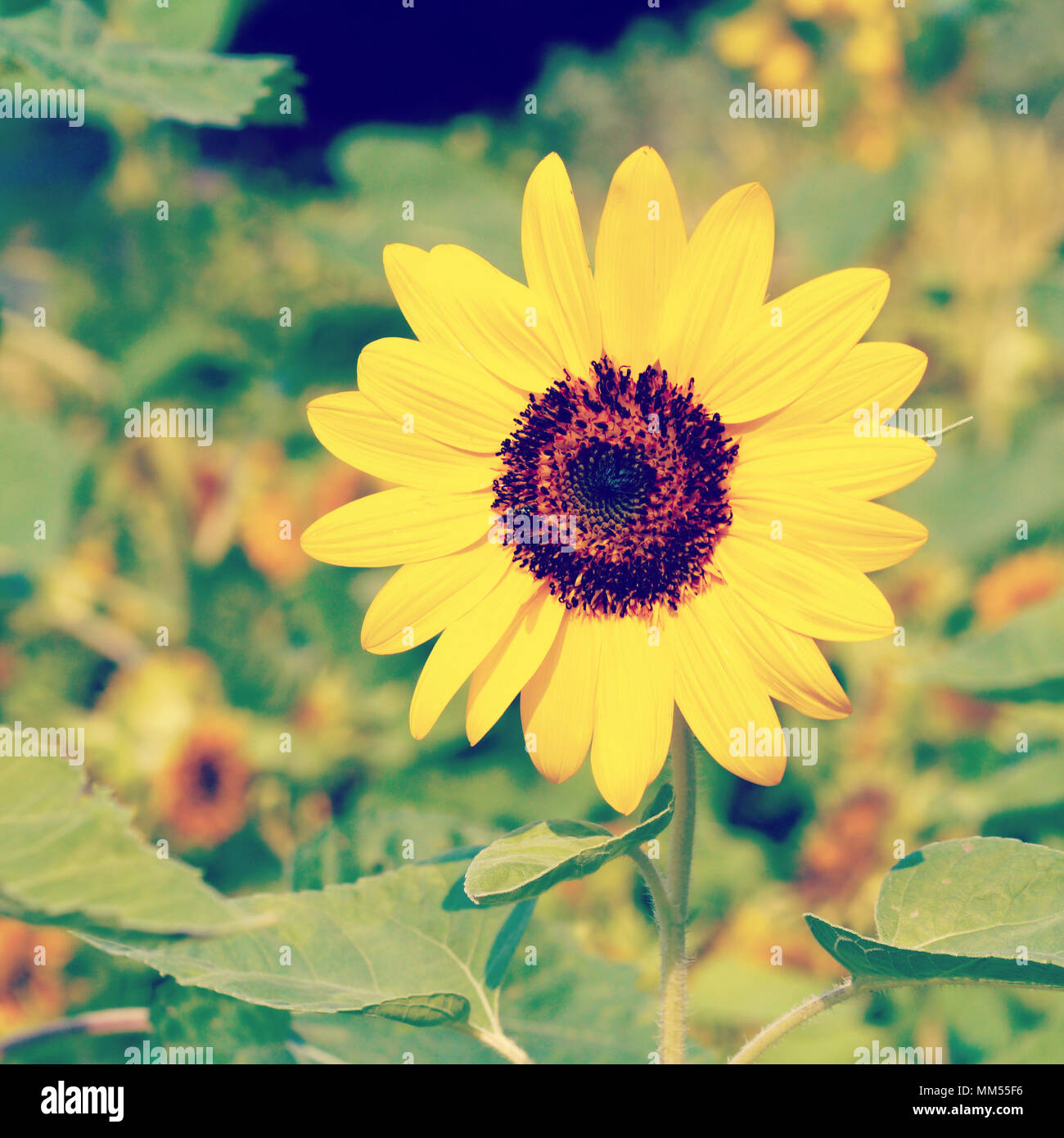 flower old vintage retro style Stock Photo - Alamy