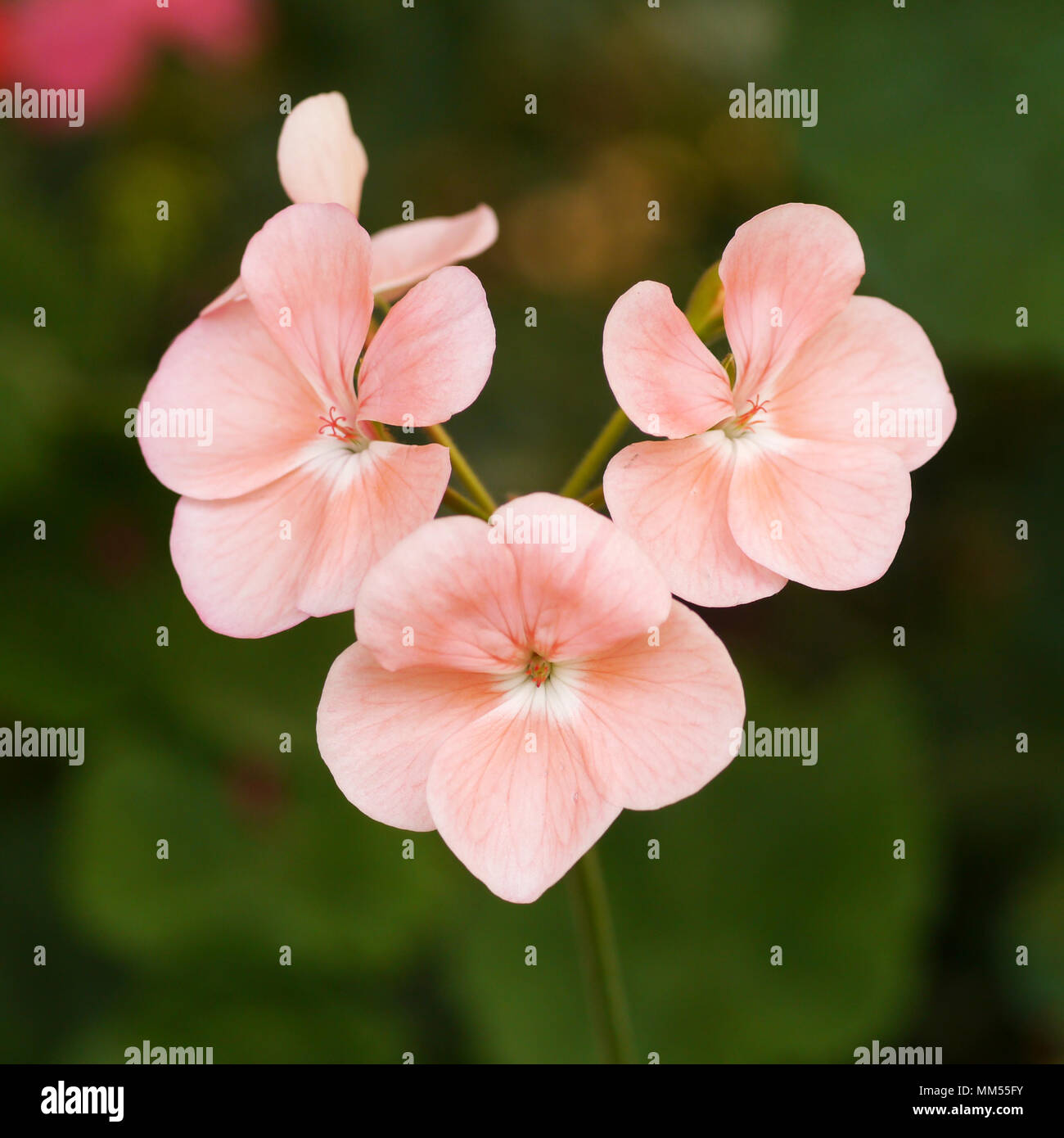 Geranium flowers in the garden Stock Photo - Alamy
