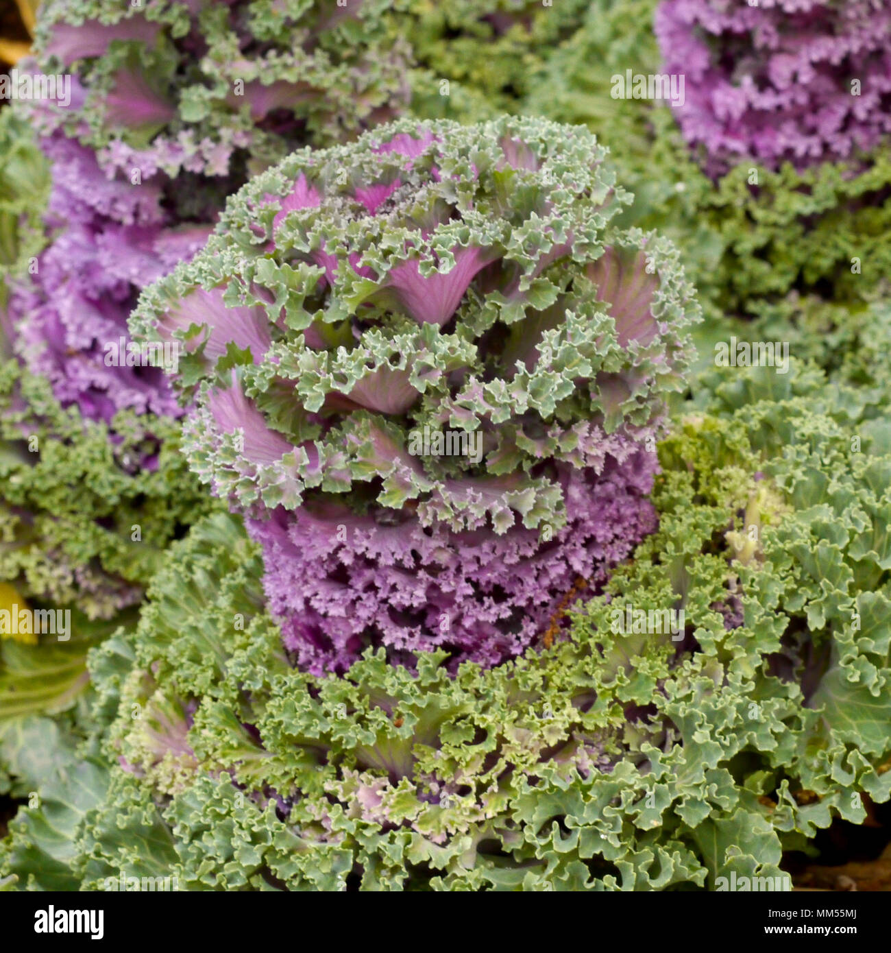 Purple decorative cabbage Stock Photo - Alamy