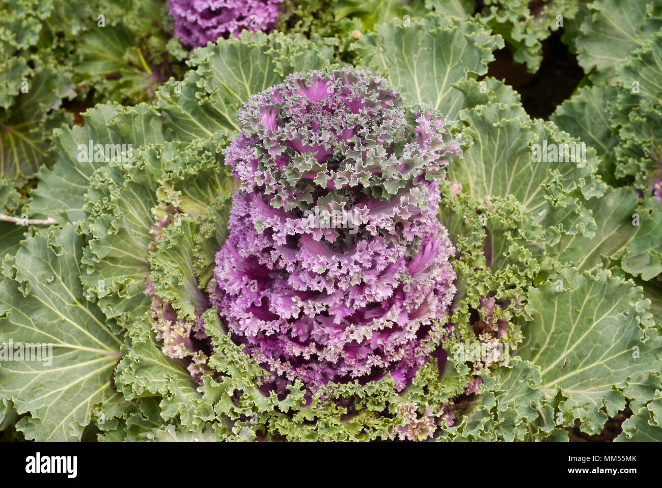 Purple decorative cabbage Stock Photo - Alamy