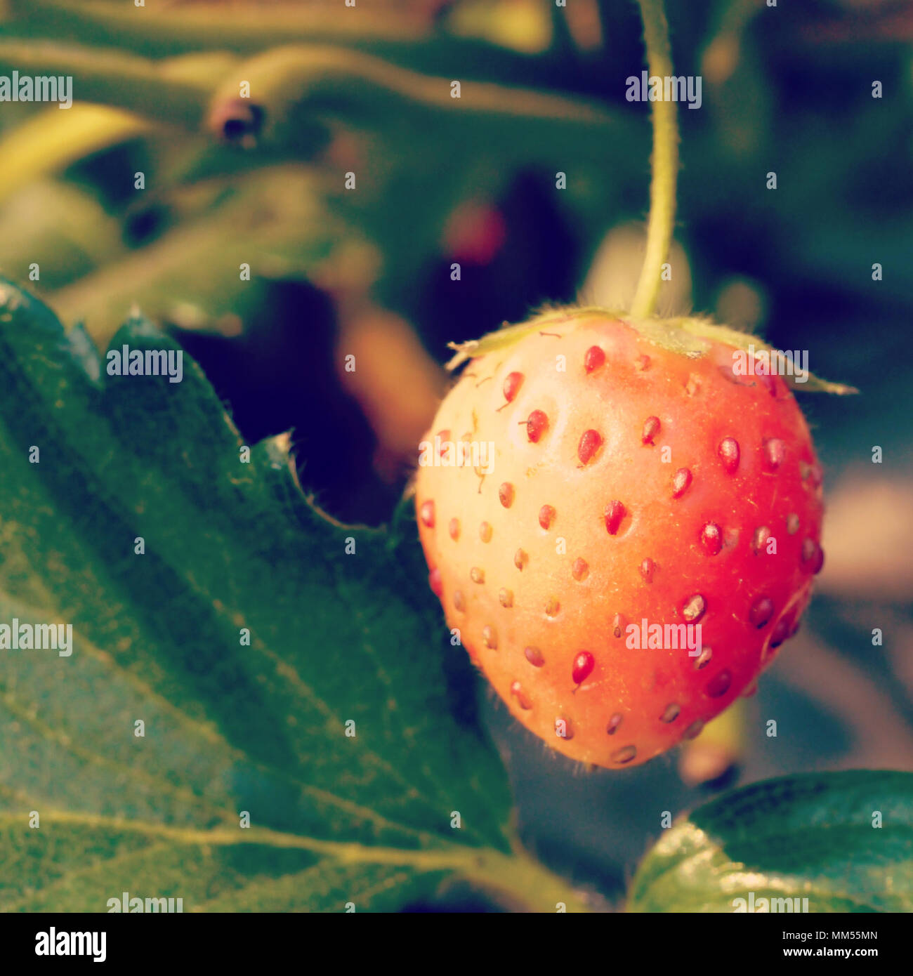 Strawberry old vintage retro style Stock Photo - Alamy