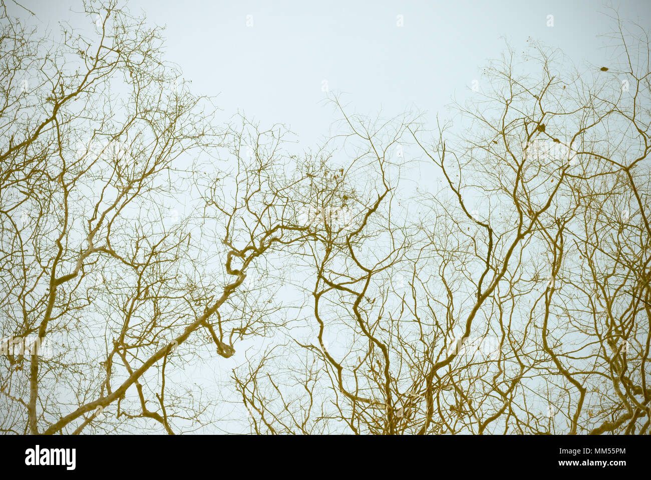 dried tree with retro filter effect Stock Photo - Alamy
