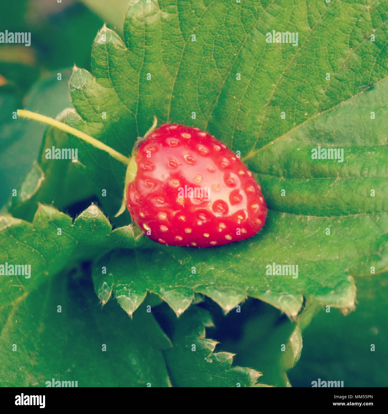Strawberry old vintage retro style Stock Photo - Alamy