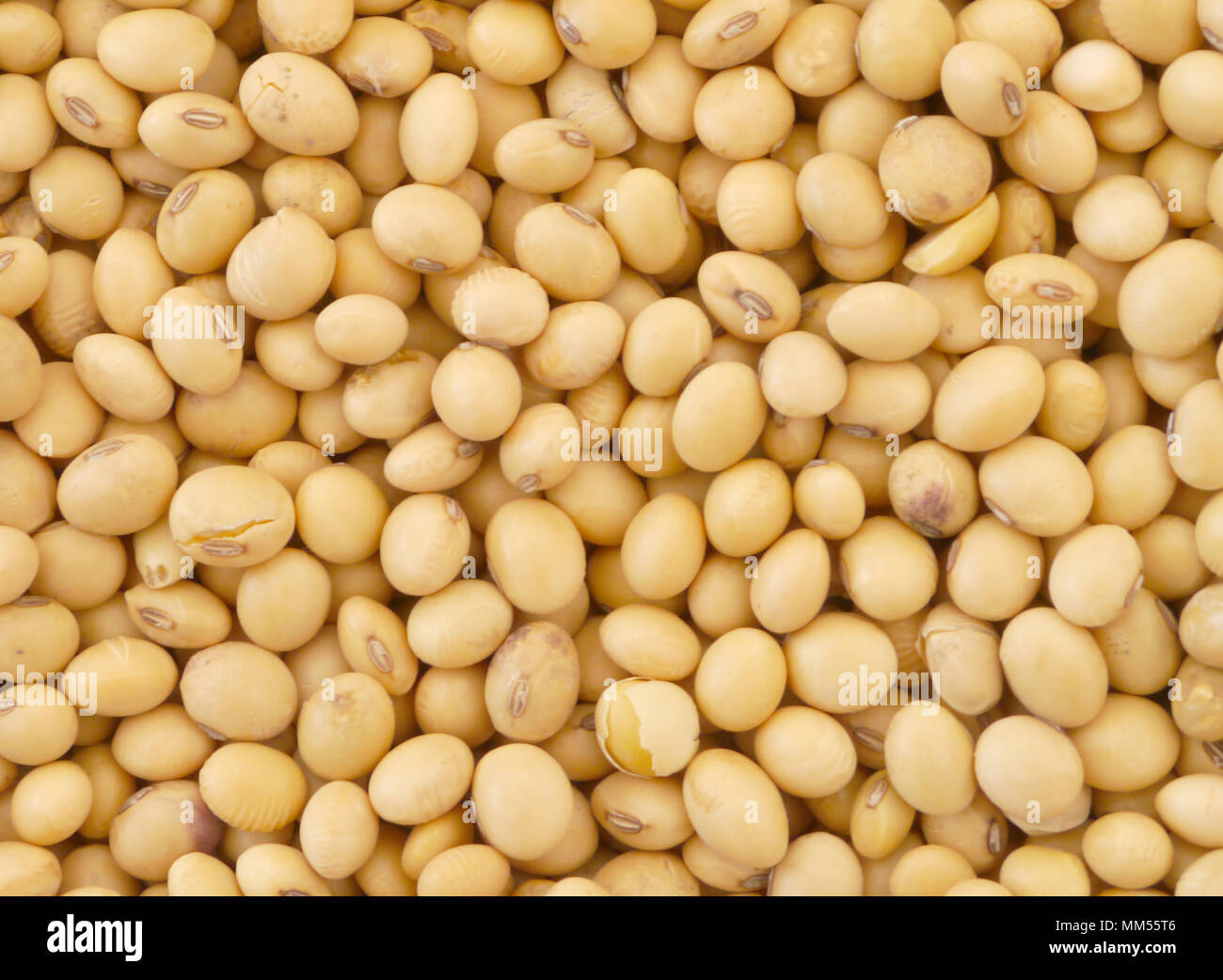 soy bean pattern as background Stock Photo - Alamy