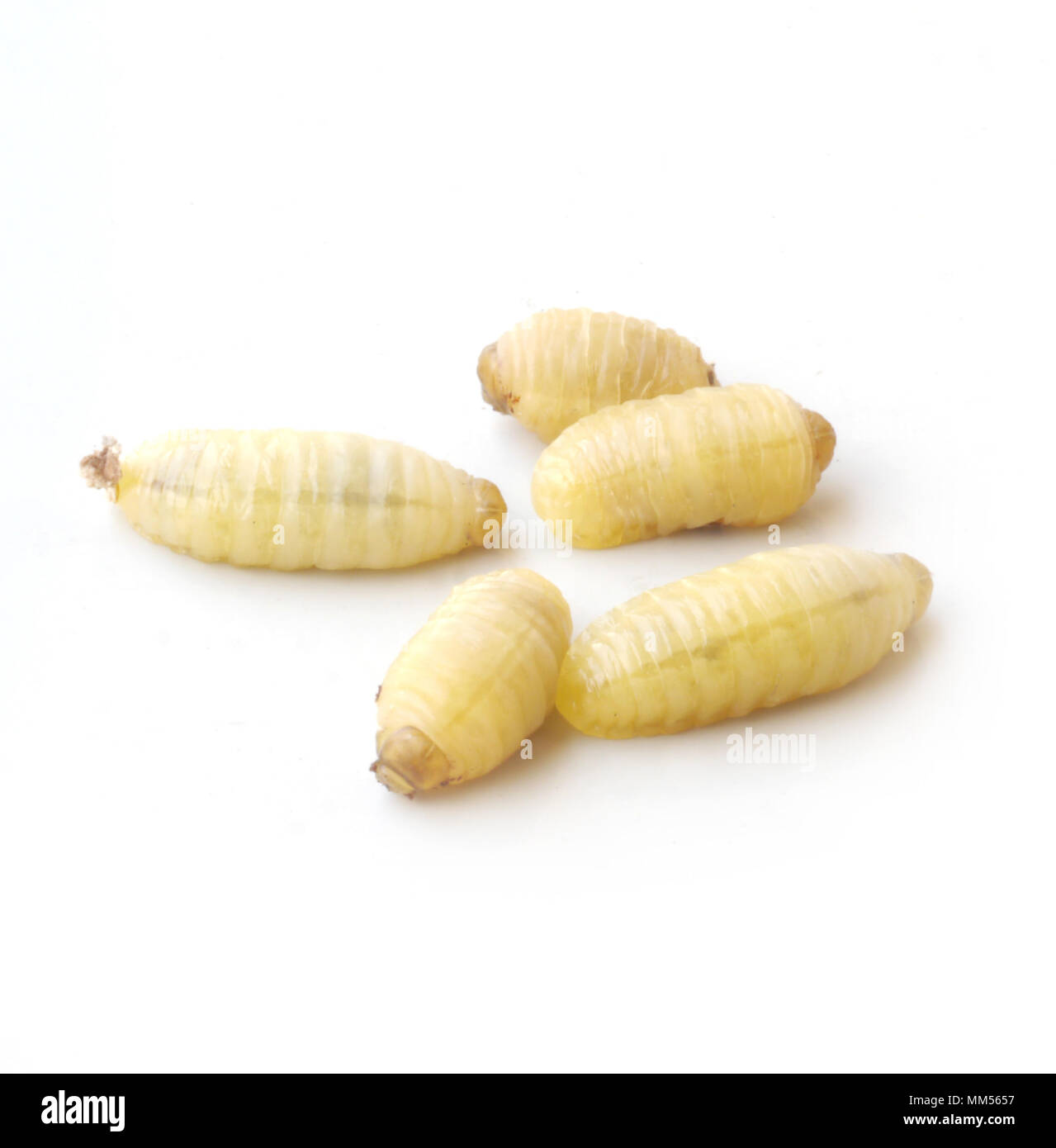Remove worm hi-res stock photography and images - Alamy