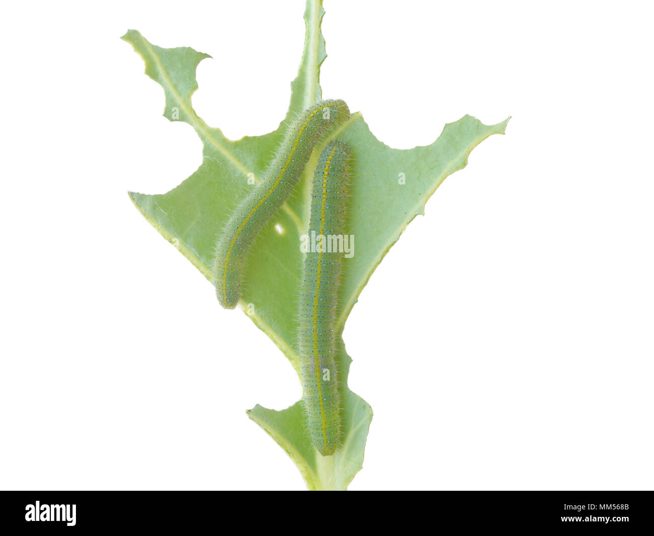 green worm are clamber on branch Stock Photo - Alamy
