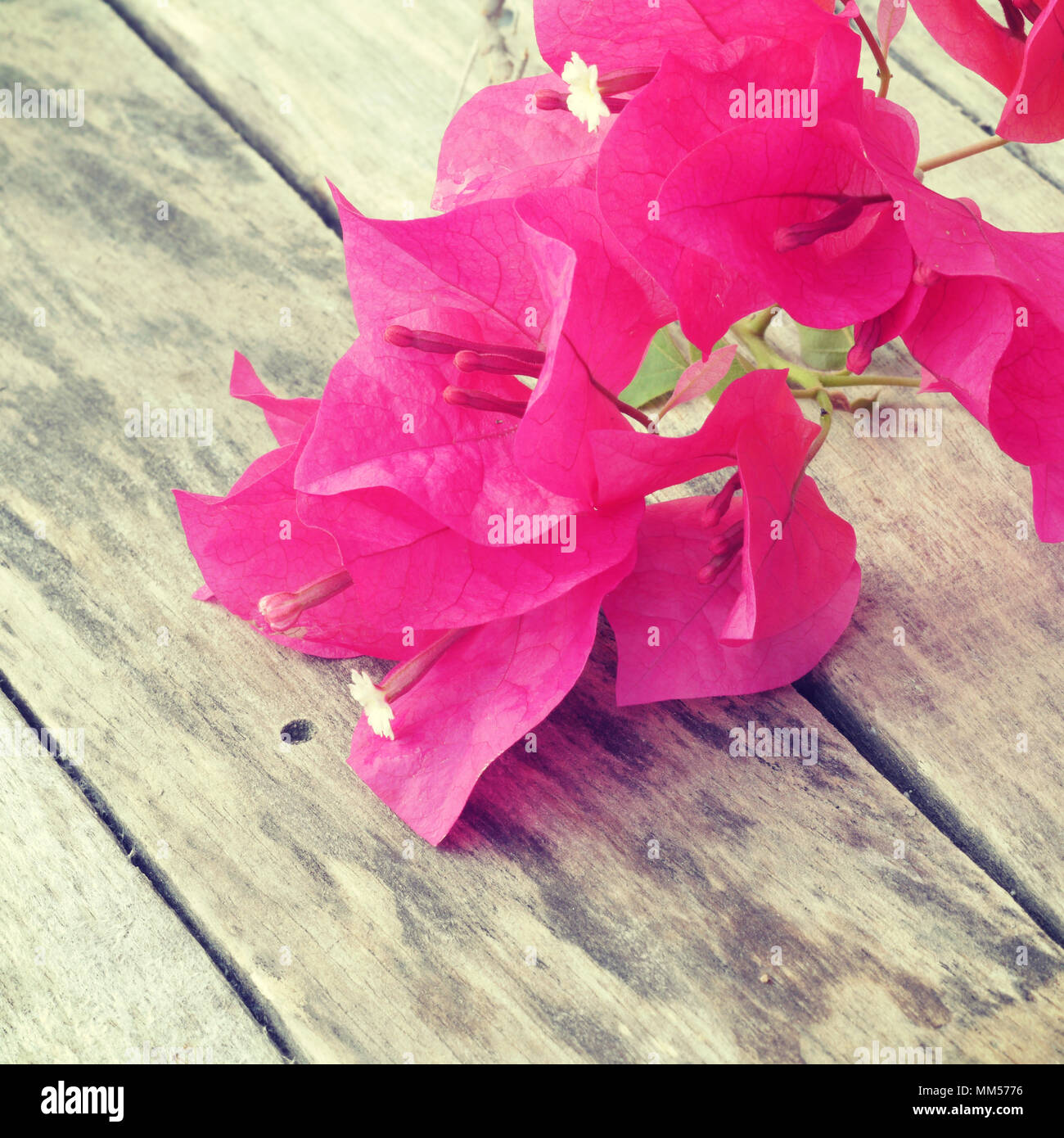 bougainvillea flowers old retro vintage style Stock Photo - Alamy